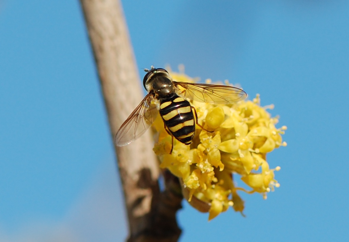 Urban Wildlife Guide: Flower Flies