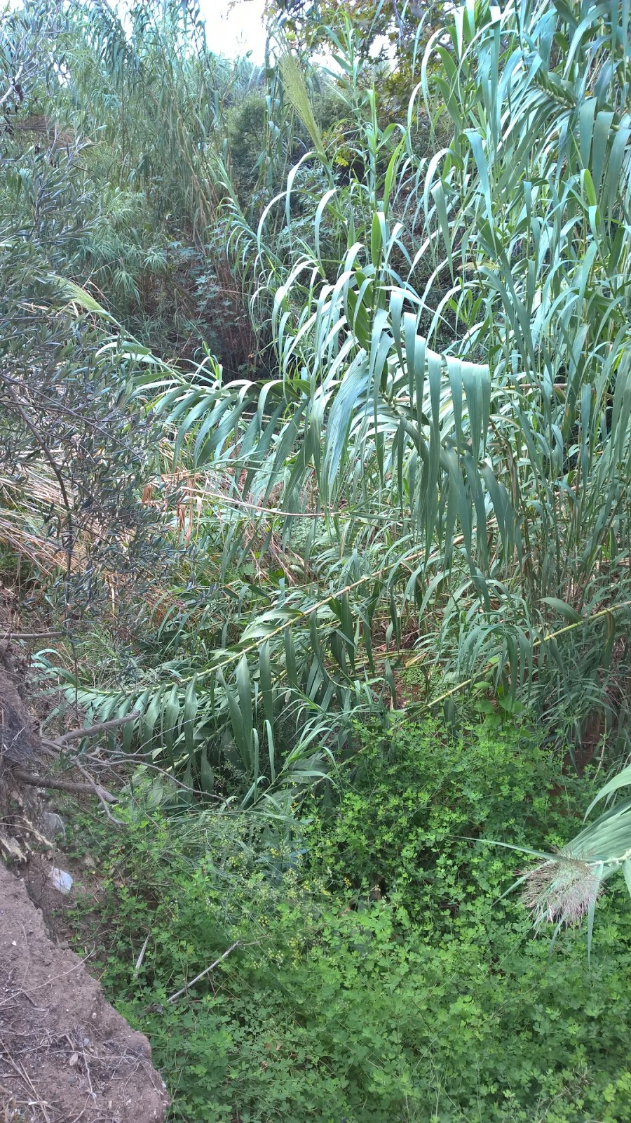 SADENTREPESE-ΣΑΔΕΝΤΡΕΠΕΣΑΙ !!!: Η ΑΛΗΘΕΙΑ ΕΙΝΑΙ ΟΤΙ ΔΕΝ ΚΑΘΑΡΙΣΤΗΚΑΝ ...