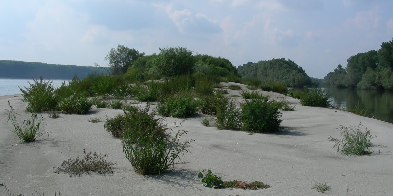 Daubler: Wieder in Apatin (Апатин)