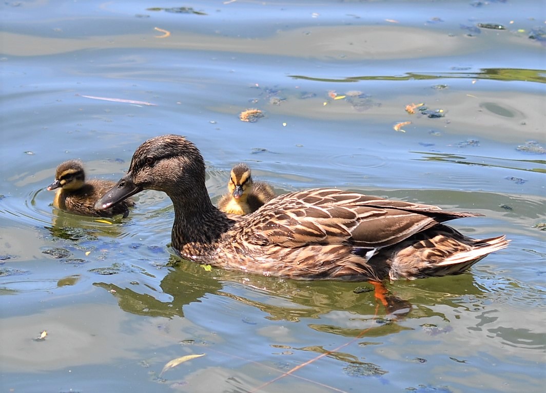 Imagens da vida animal: Pato-real (Anas platyrhynchos): uma nova ...
