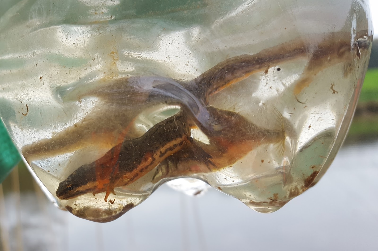 A Field Notebook: April 2017