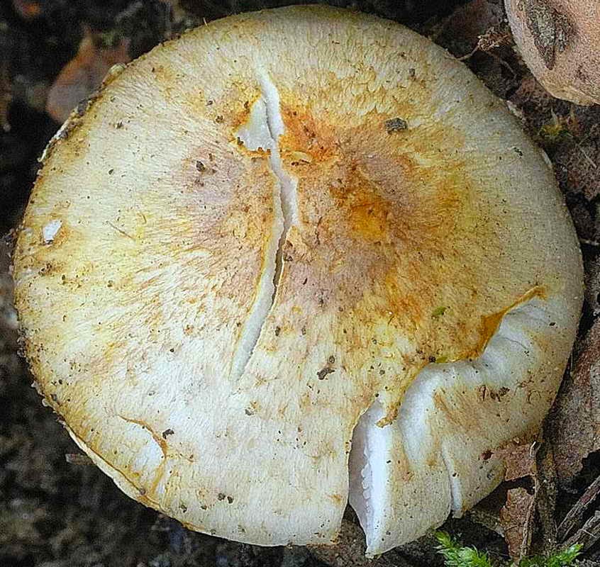 Funghi Teramani: Agaricus luteomaculatus (F.H. Møller) F.H. Møller
