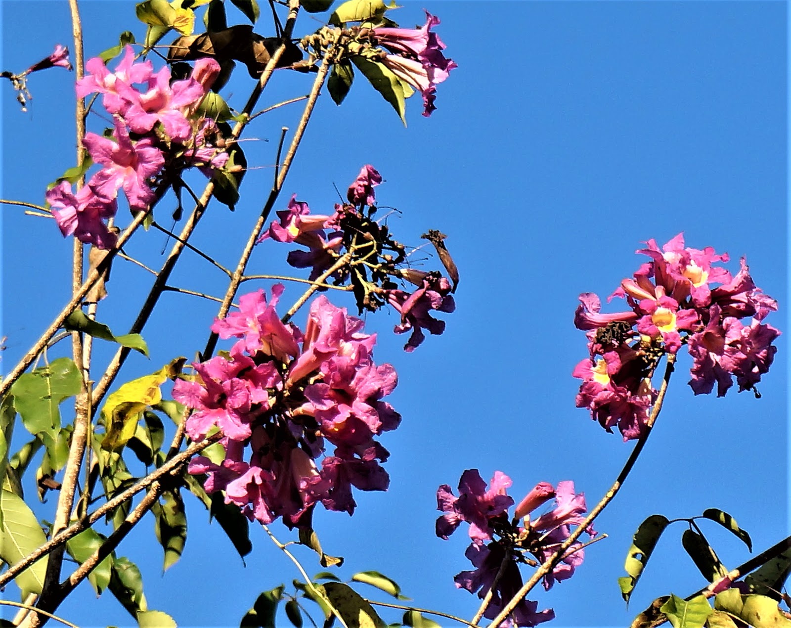 mexpatriate — in the key of steve: when is pink the new yellow?