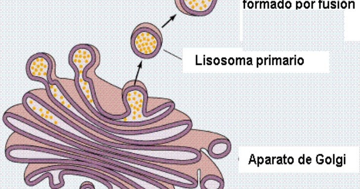 Célula Eucariota: Lisosomas