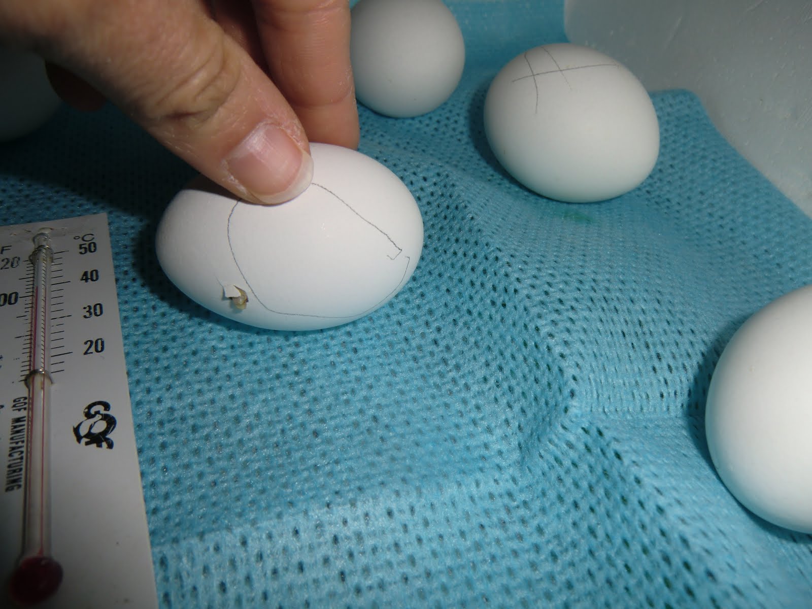 Sowing Mustard Seeds: Hatching Baby Chicks Unit Study