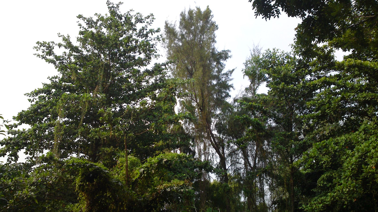 Geography Assignment !: Tropical Rainforest