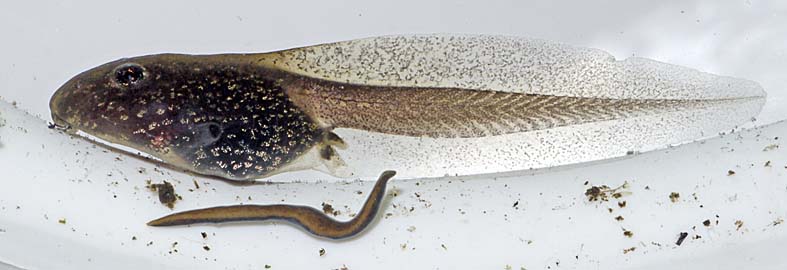 CABINET OF CURIOSITIES: Pond Life