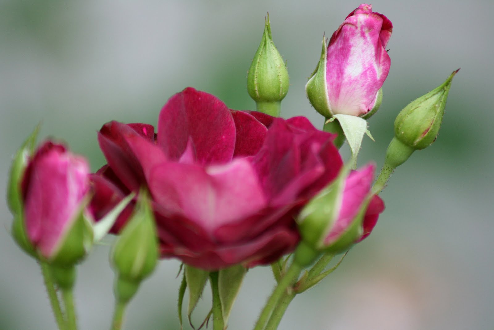 A Hocking Hill's Garden: The Rose Garden