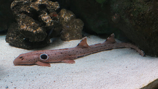 Orectolobiformes - Epaulette Shark - The ZT2 Round Table
