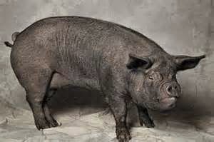 GASTRONOMÍA Y CURIOSIDADES: El chato murciano familiar directo del ...