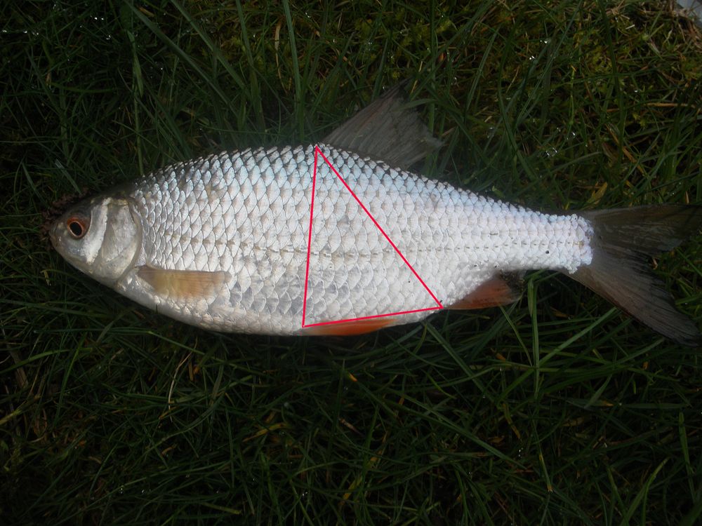 Idler's Quest: Confounded Fish! - Roach, Rudd, and their Mules