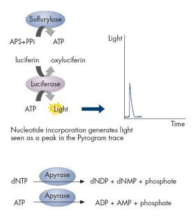 Lab Series #2: DNA sequencing