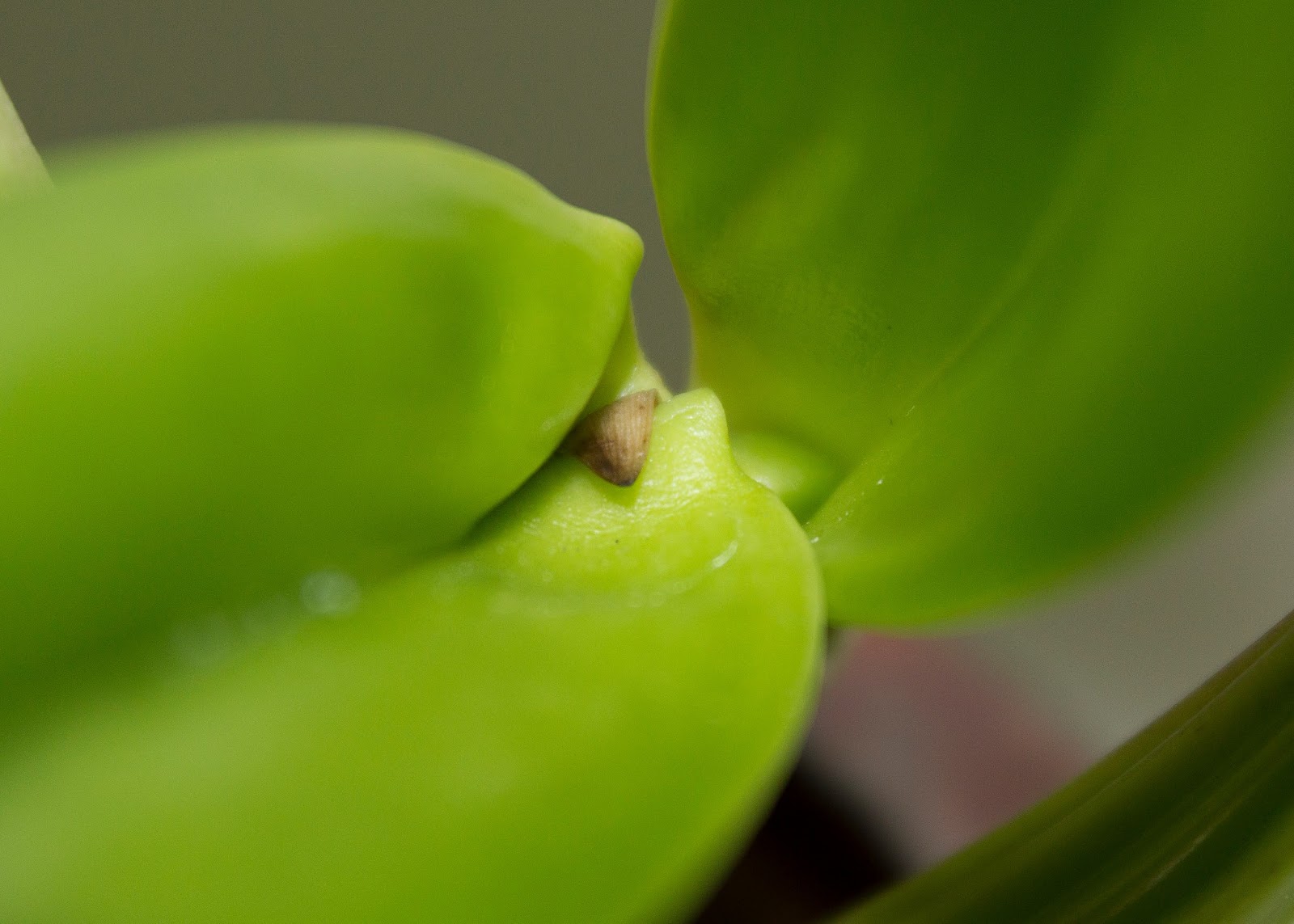 Maria's Orchids: 02/01/2013 - 03/01/2013