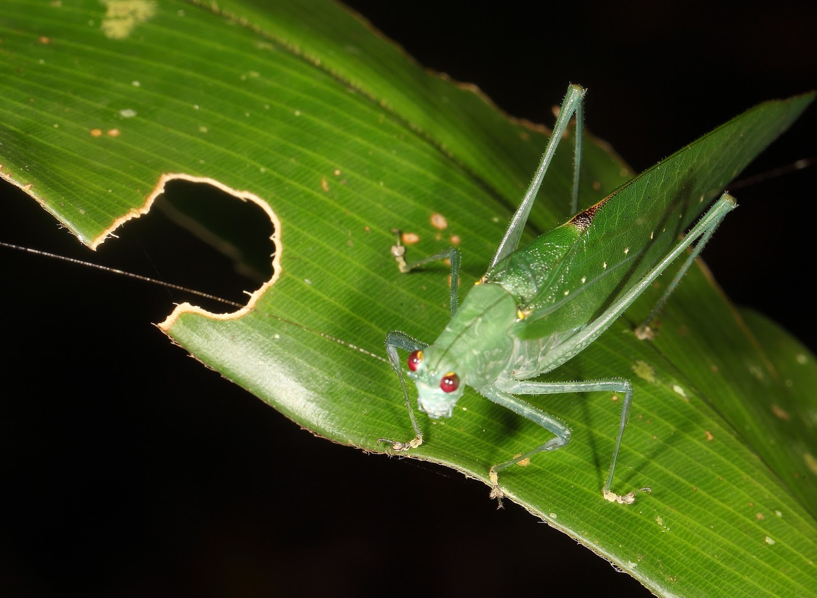 BunyipCo: April 2018