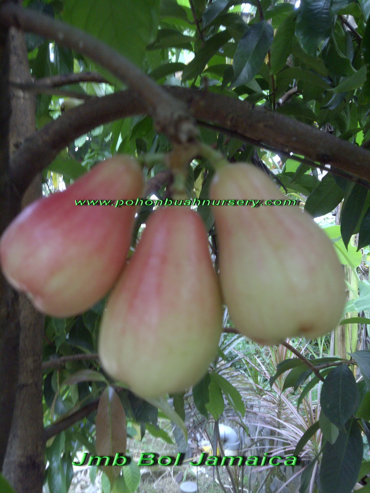 PBN: Jambu Bol Jamaica