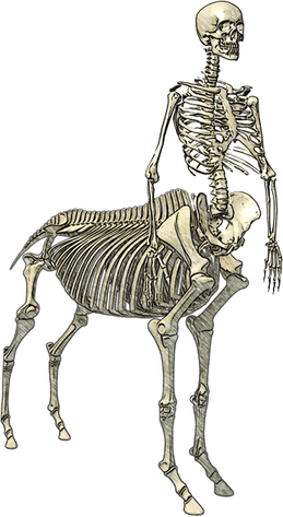 Planar Adventures for Dummies: The centaur problem