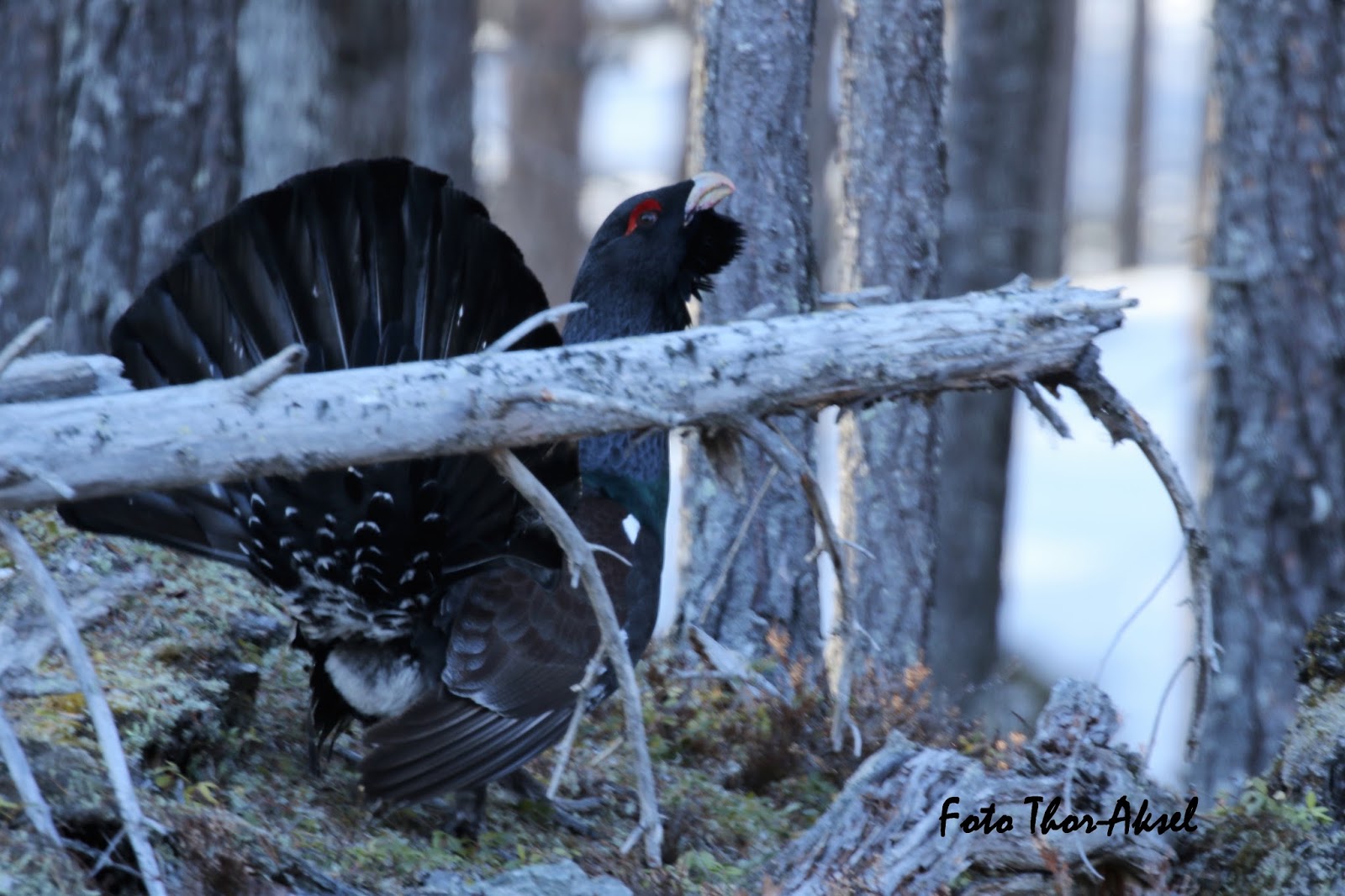 Thor-Aksel`s FOTO BLOGG: TIUR