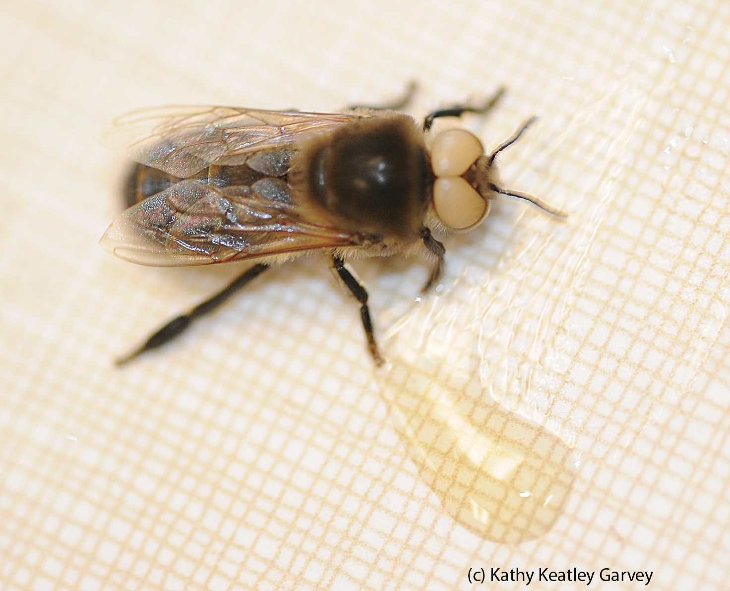 Corona Apicultores: LA MATANZA DE LOS ZANGANOS