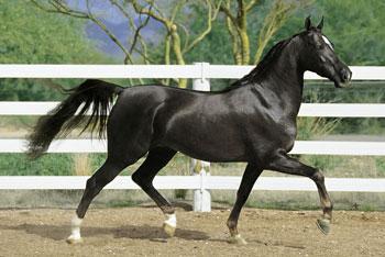 ,,Bo najpiękniejsze na świecie są konie ": Rasy koni