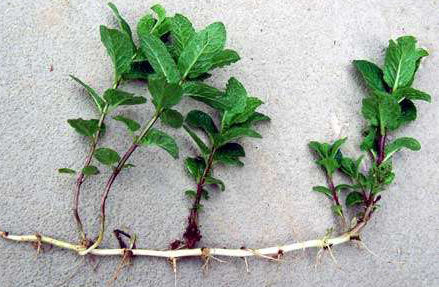 Seed to Feed Me: HOW TO GROW MINT