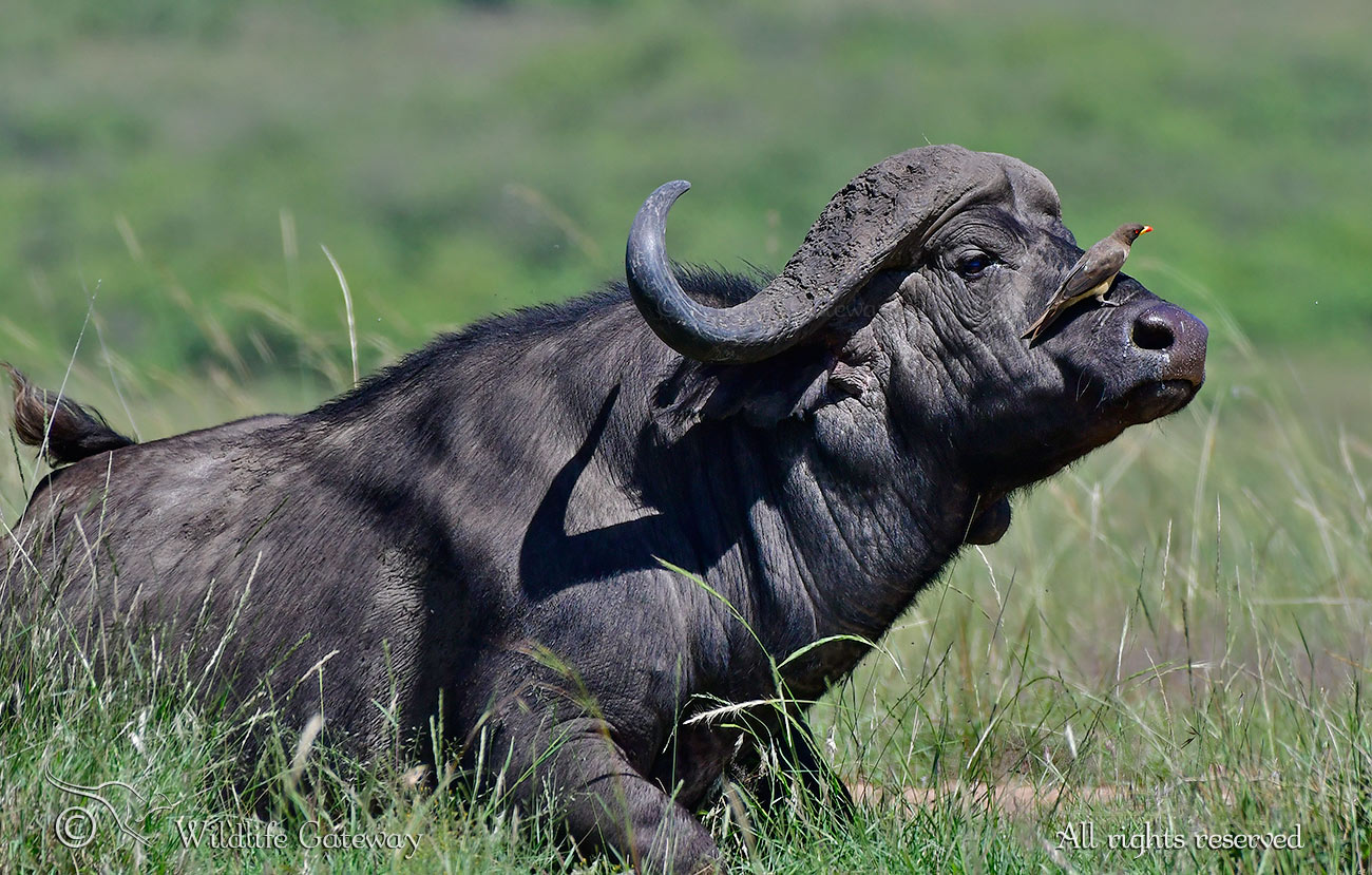 WILDLIFE GATEWAY: Buffle d'Afrique