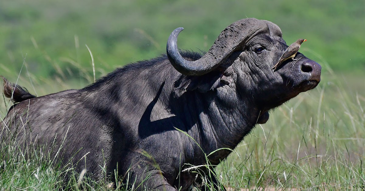 WILDLIFE GATEWAY: Buffle d'Afrique