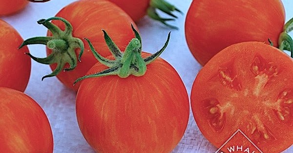Cream of the Crop Tomatoes: Apricot Zebra