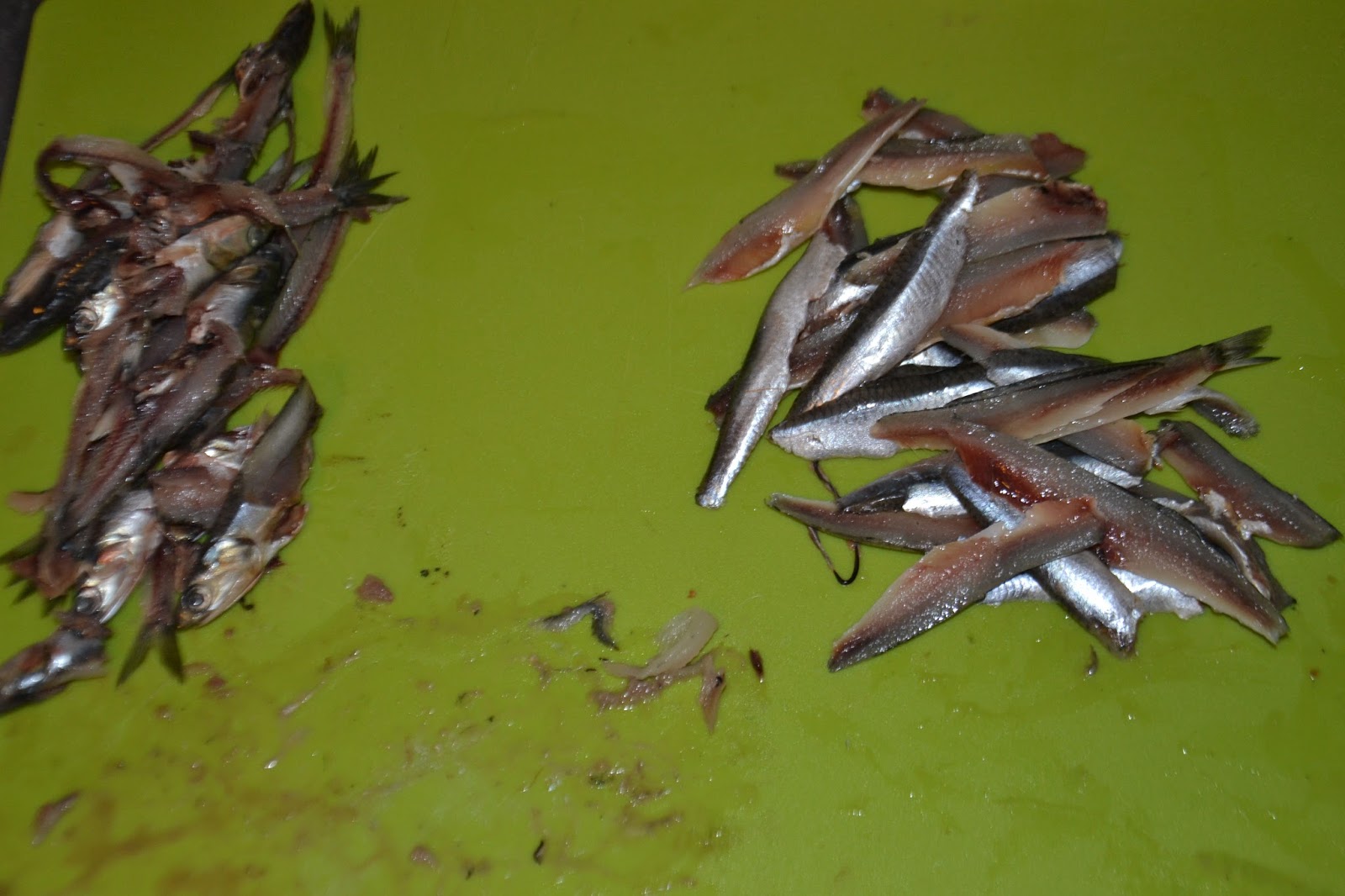 Oppdag Fisk!: Europeisk Ansjos/European Anchovy/Engraulis Encrasicolus ...