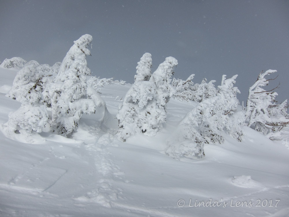 Linda's Lens: Beer in the Bra Tree
