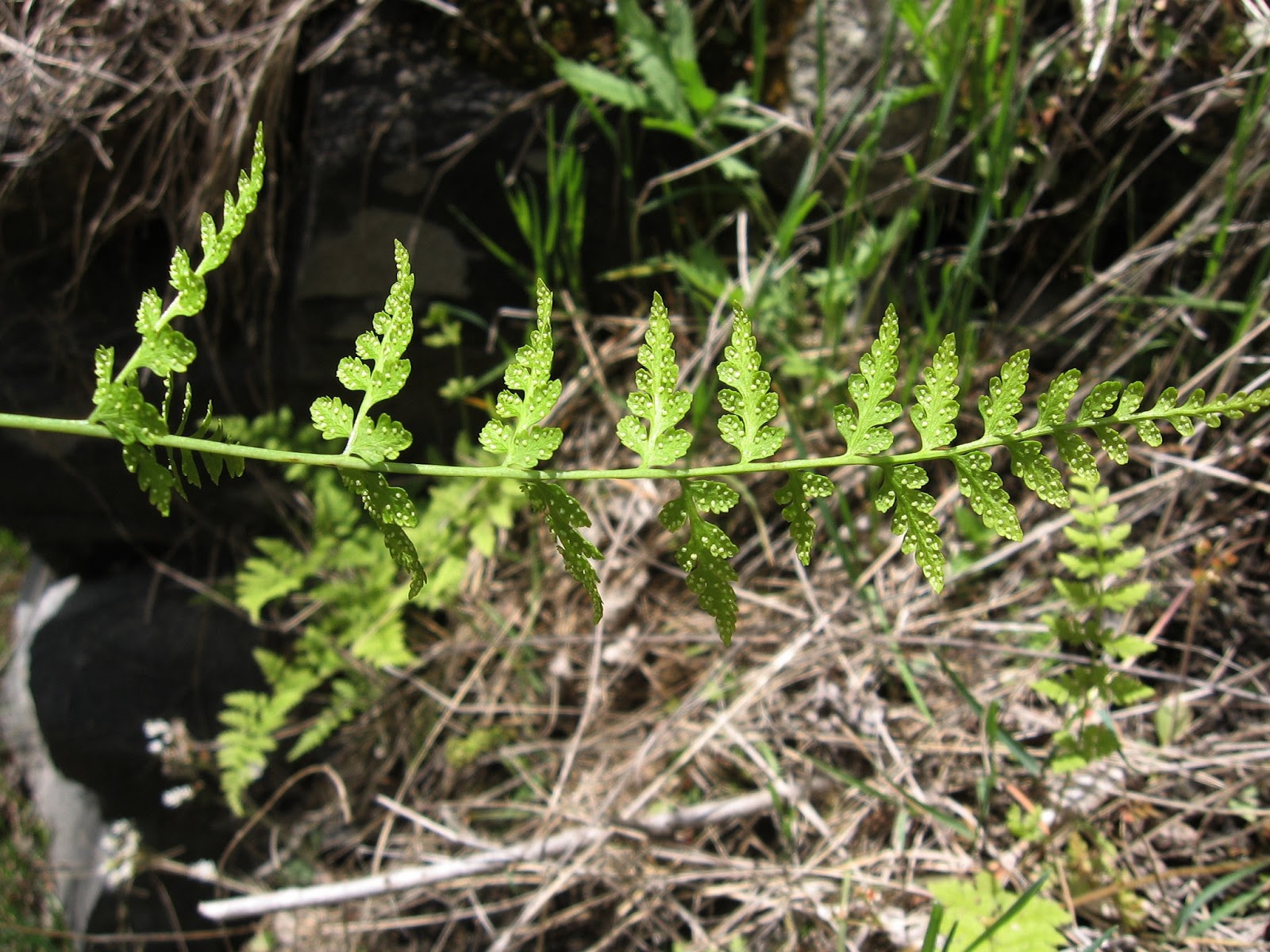 Tangled Web: Slender Fragile Fern