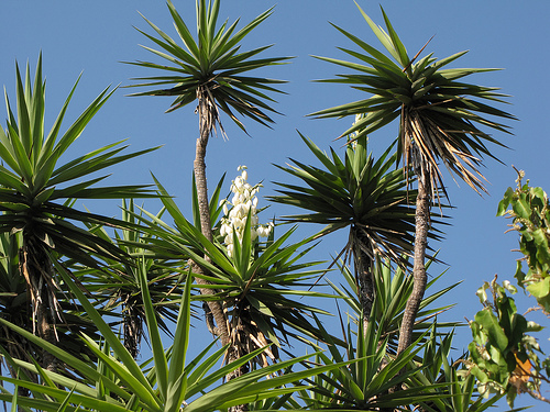 POEMAS A LA ORILLA DEL VÉRTIGO: Flor de Izote