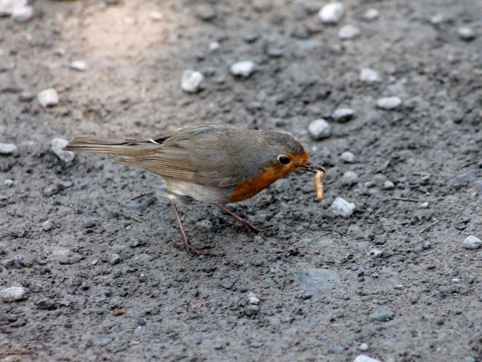 Naturaleza y aves: PETIRROJO (European Robin, Txantxangorri, Pit-roig ...