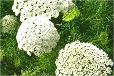 les plantes médicinales du Sahara: les bienfaits du khella