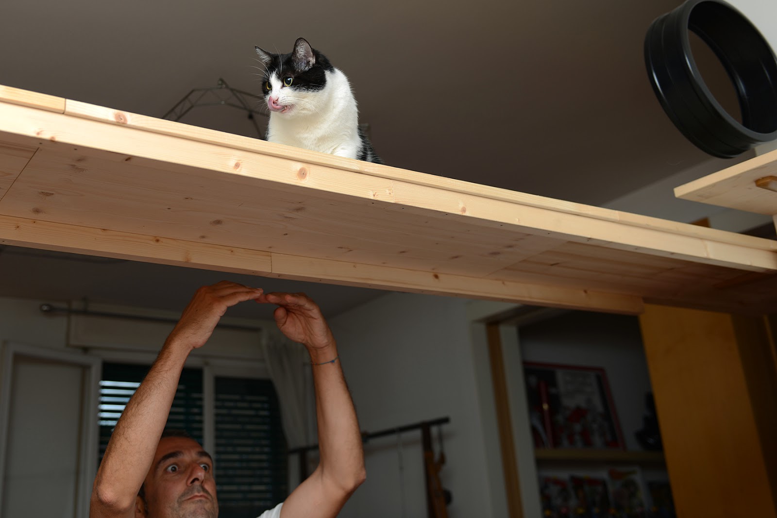 Small Animal Talk: How to modify your house to please your cats