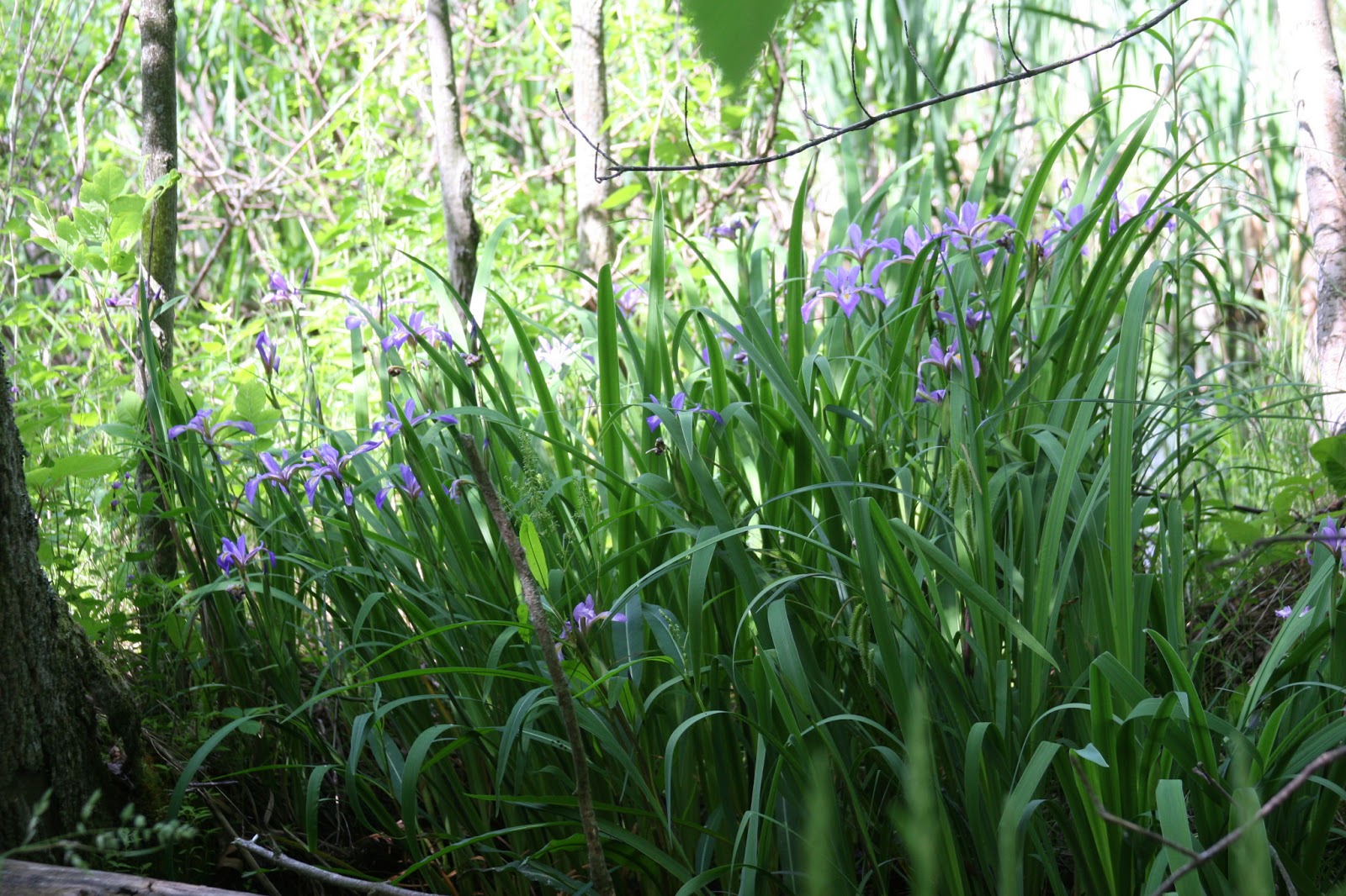 Isabella Conservation District Environmental Education Program: Native ...