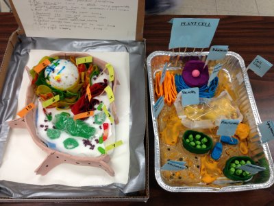 Talking Taylor Schools: Hoover seventh-graders study cell life