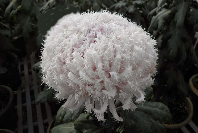 My Virtual Garden: Chrysanthemum Festival