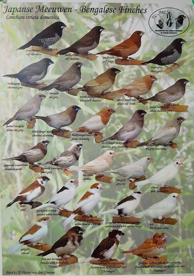 Aviario Alicanto: ISABELITA DEL JAPÓN