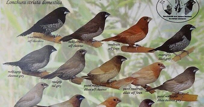 Aviario Alicanto: ISABELITA DEL JAPÓN