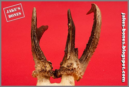 The roe deer with three antlers : Jake's Bones