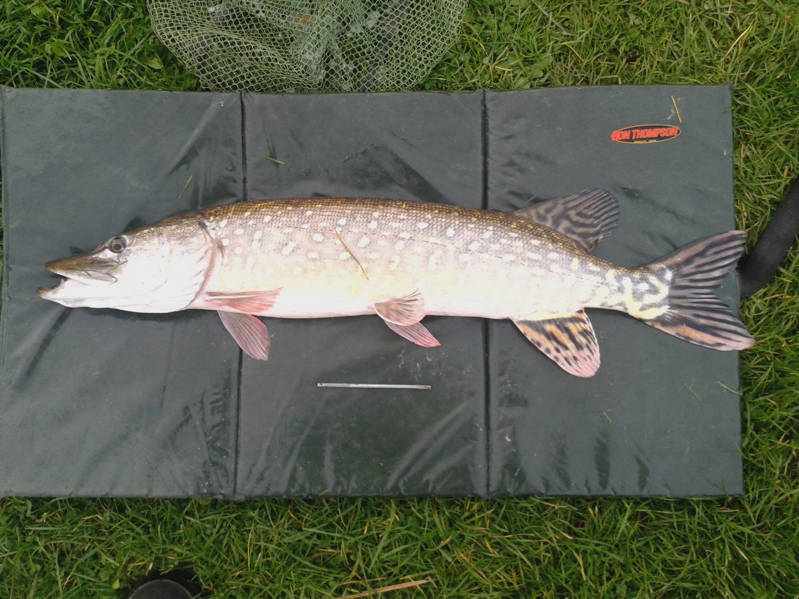The Broads Fisherman: 8lb pike at Irstead Shoals