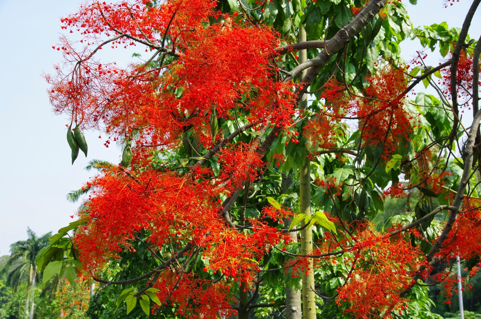 Trees and Plants: Illawarra Flame Tree