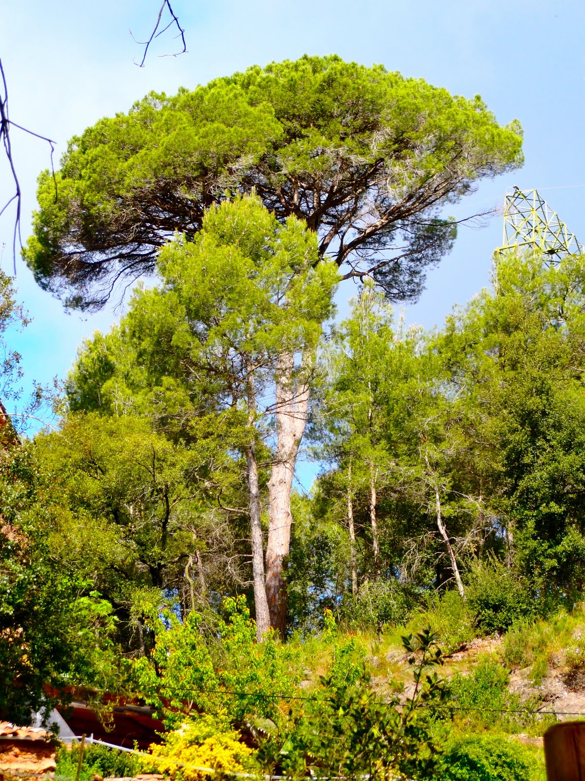 Sant Llorenç del Munt: Pi Pinyer del Sabater Vell