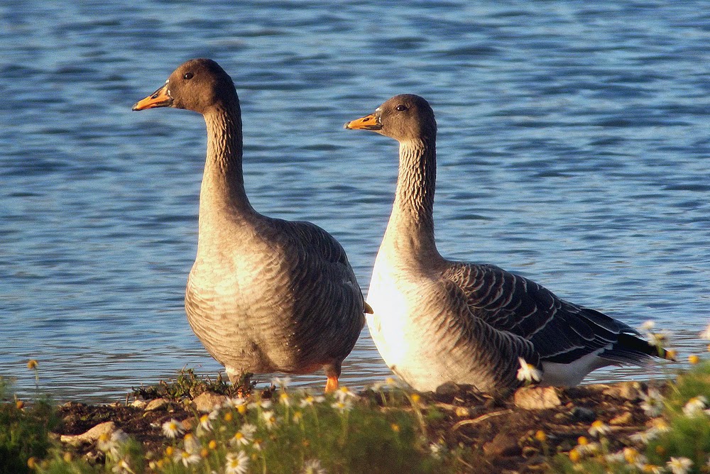 CAMBRIDGESHIRE BIRD CLUB GALLERY: Taiga Bean Goose