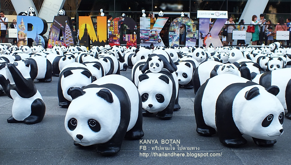 Thailand here ทริปตามใจ ไปตามทาง: 1600 แพนด้า ครั้งแรกในประเทศไทย 1600 ...