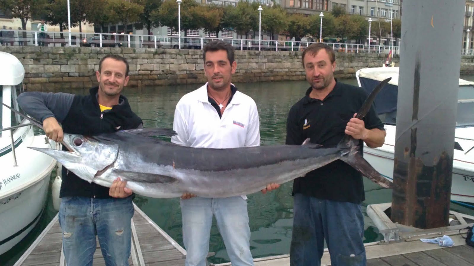 Marlin Blanco, Spikefish, (Tetrapturus albidus)