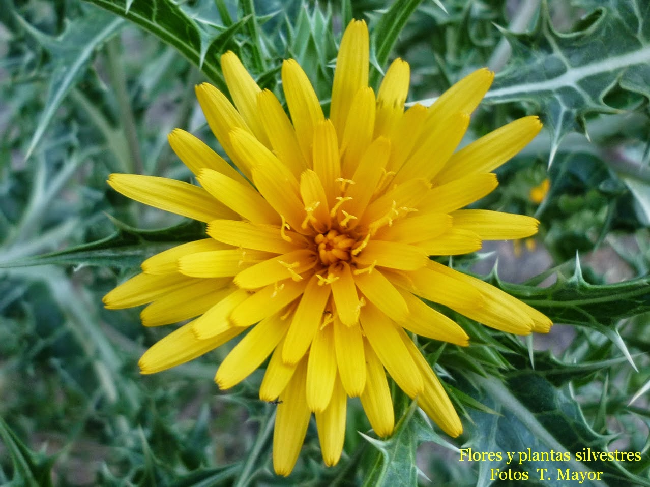 Flores y plantas silvestres: " Scolymus hispanicus ". Cardillo, Cardo ...