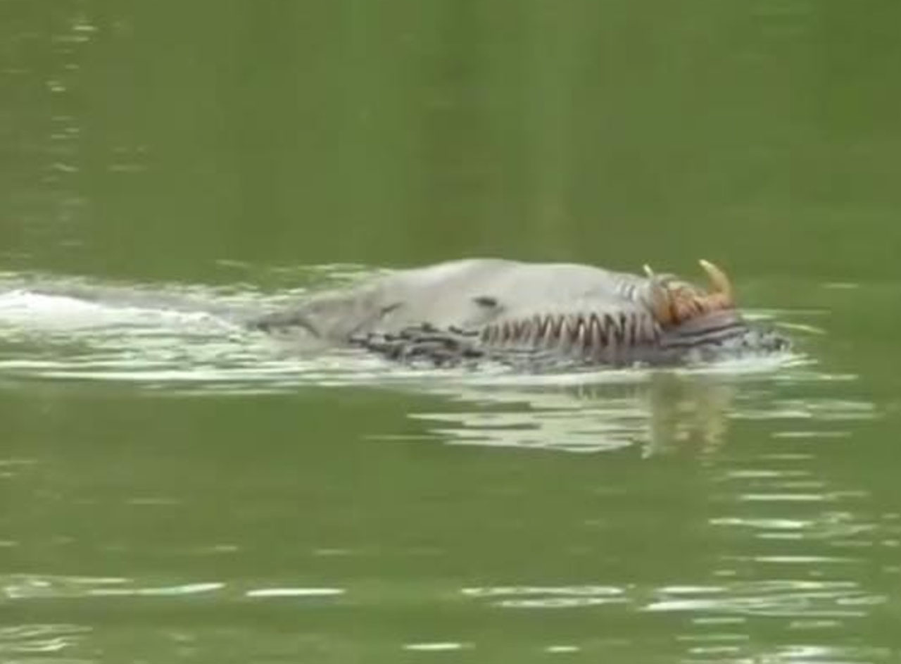 An Alleged New Species Of Sea Creature Was Caught On Camera - NEWS INFO ...