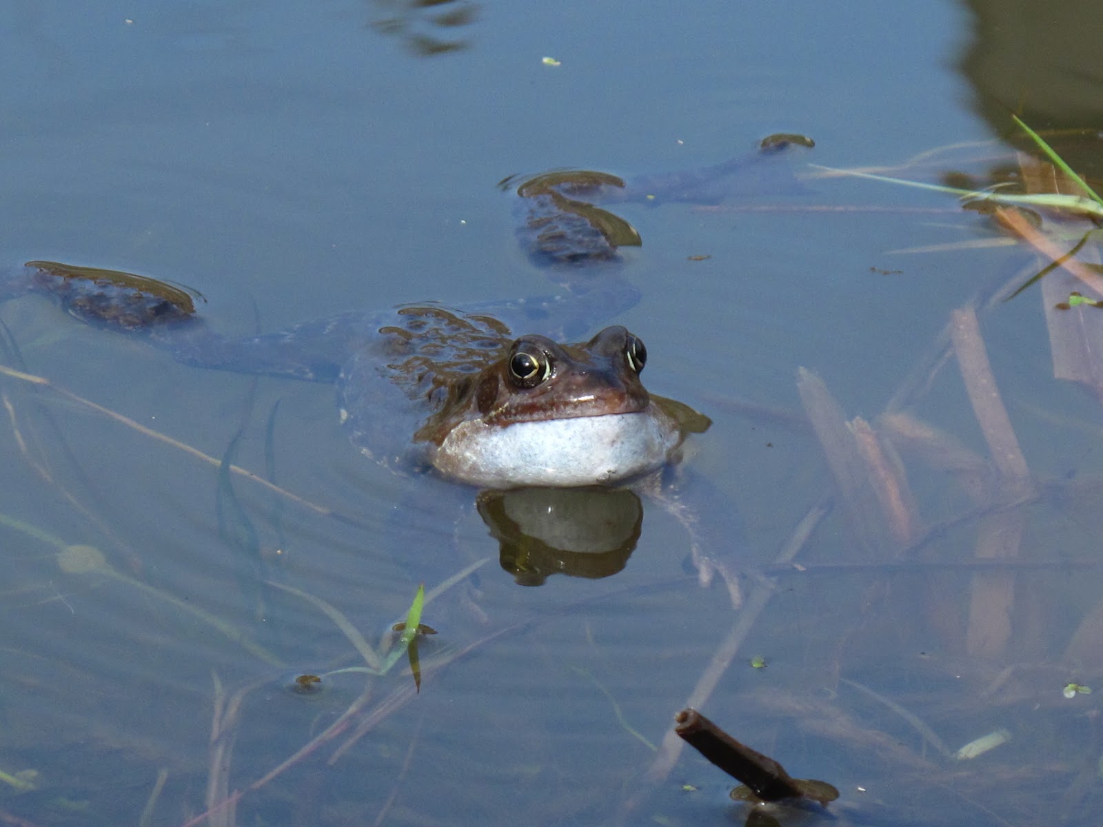 How Do Frogs Fight at Donald Frame blog