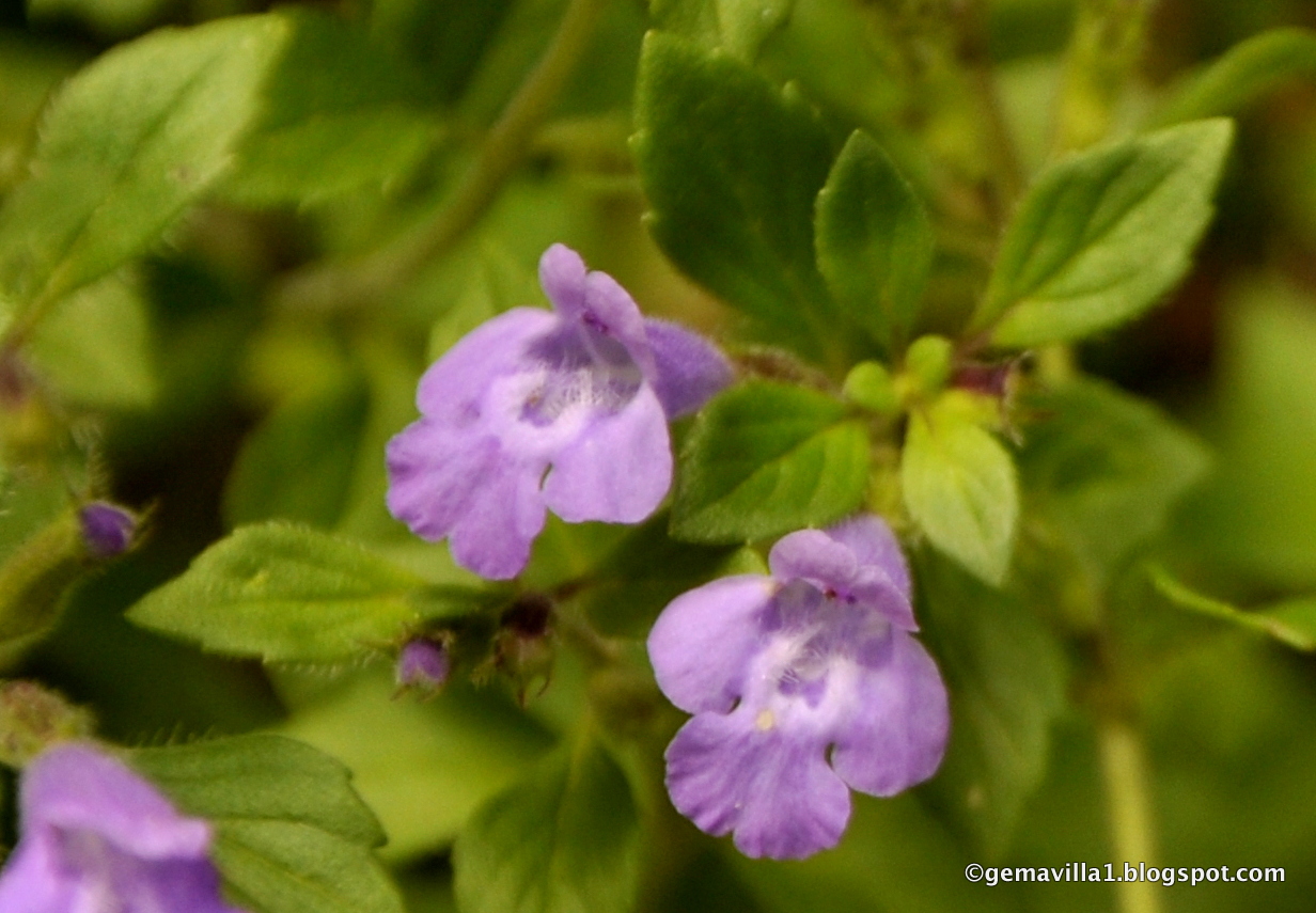 TÉ DE MONTE - Acinos alpinus
